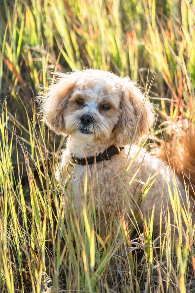 Frisco & Summit County Fall Couples Photography with Dogs | Mountain ...